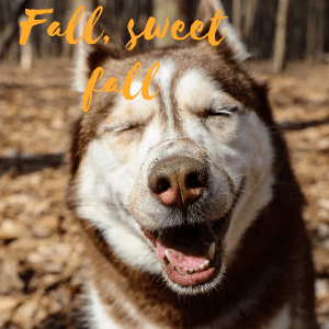 autumn feels and sayings » Wanderlust Divine